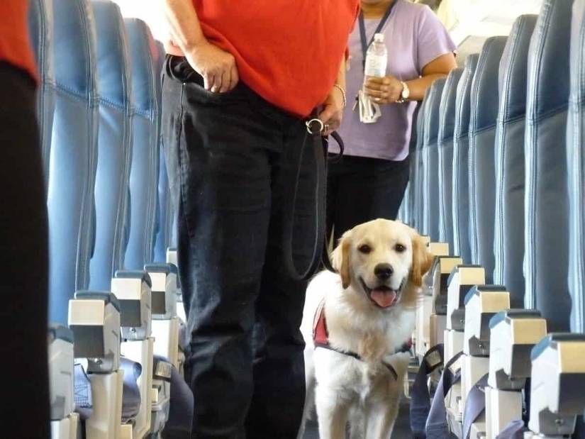 Too Big To Fly? Two Large Emotional Support Dogs Fly Delta