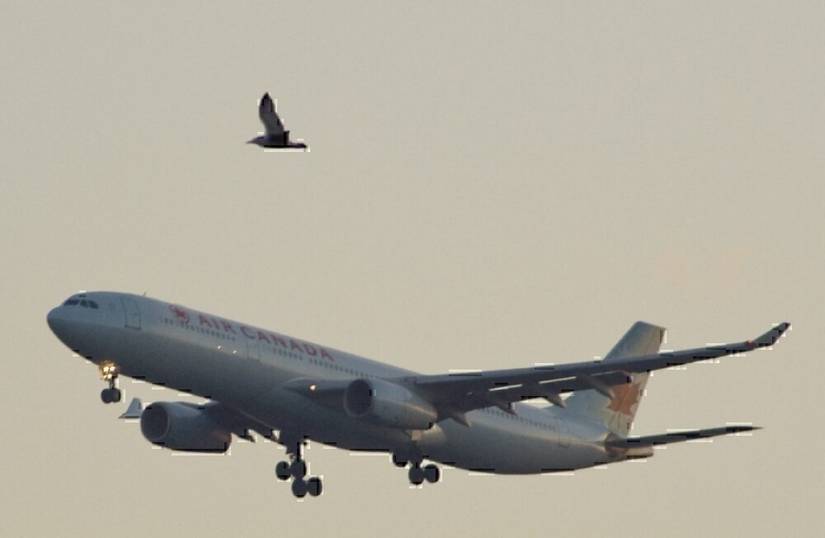 How Common & Dangerous Are Bird Strikes In US Aviation?