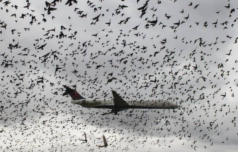 How Dangerous Are Bird Strikes?