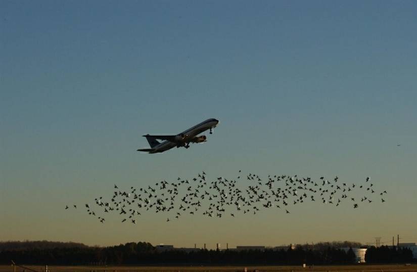 How Dangerous Are Bird Strikes?