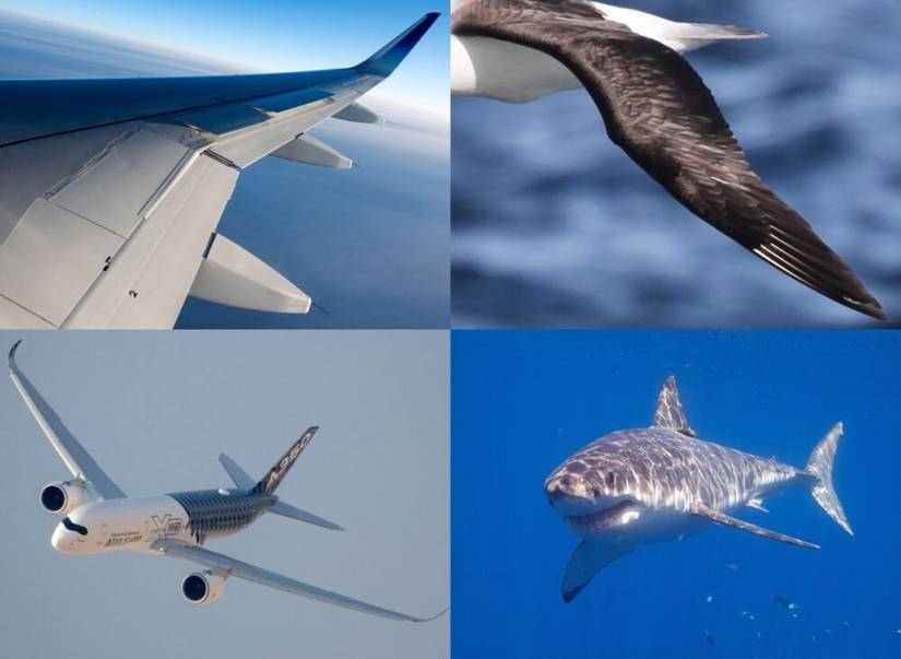 Airbus Tests Bird-Like Flapping Wings For Future Aircraft