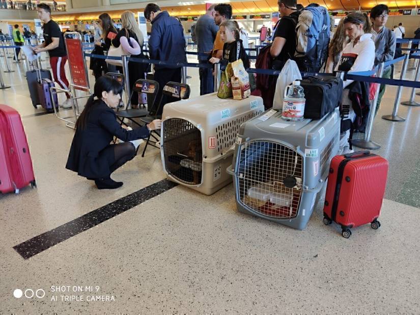 Explained: Frontier Airlines' Pet Policy