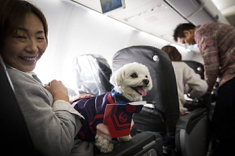 Delta Moves To Ban Emotional Support Animals From January 11th