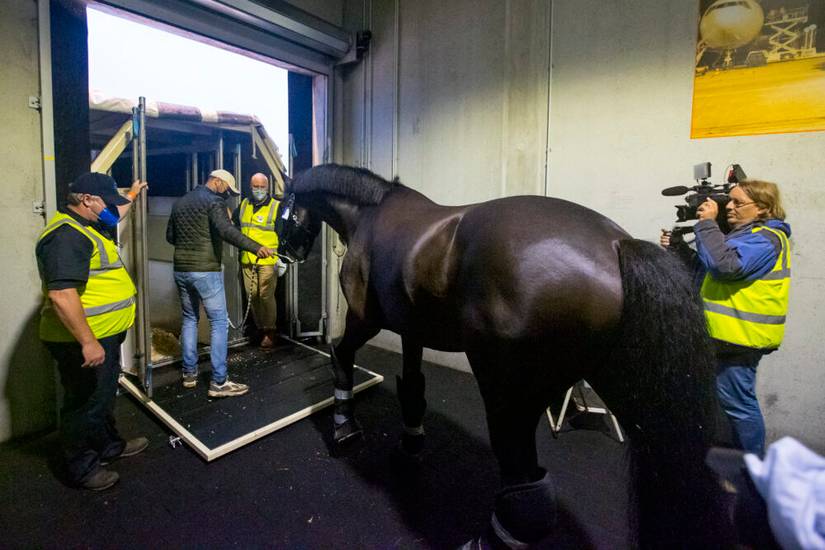 do horses fly when running