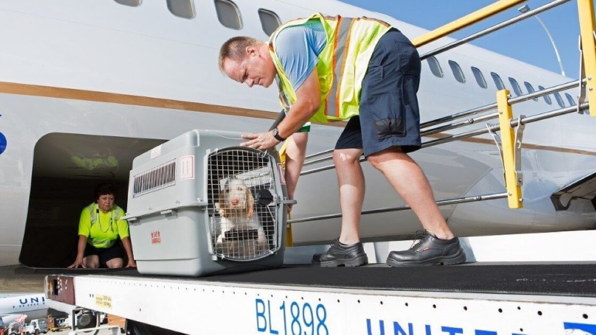 Explained: United Airlines' Pet Policy