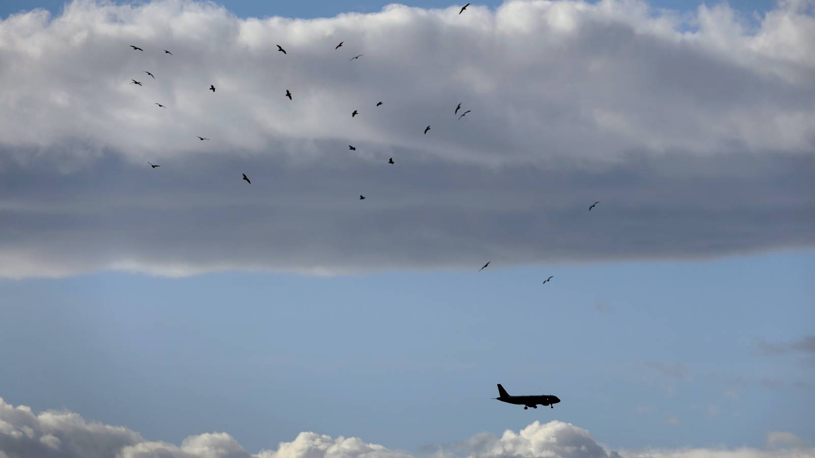Bird Strikes On The Rise In India