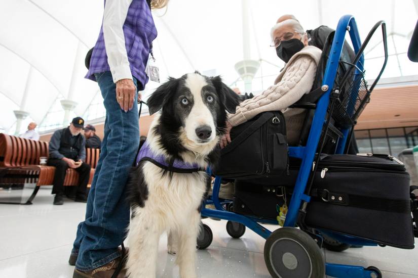 Explained: Frontier Airlines' Pet Policy