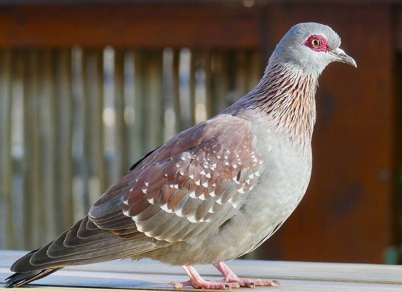 5 Famous Bird Strike Incidents From Throughout Aviation History