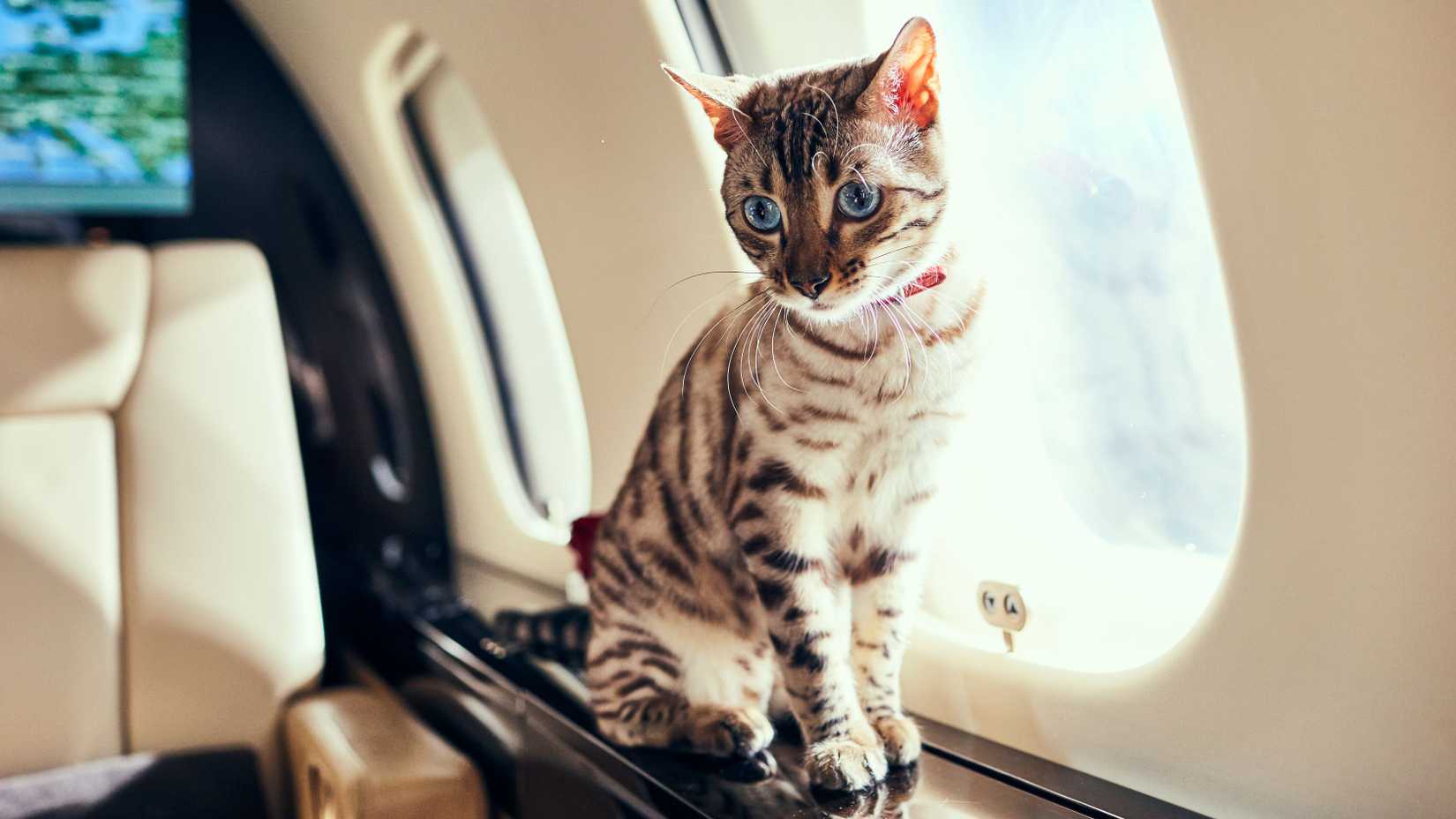 Flying with Pets: What You Need to Know About Private Jet Travel with ...