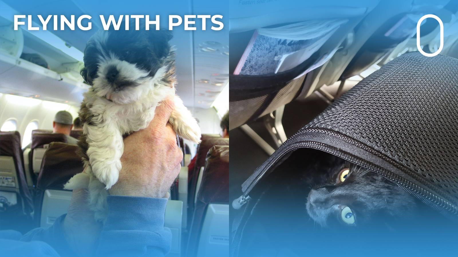 How Has Flying With Pets Changed Over The Years?