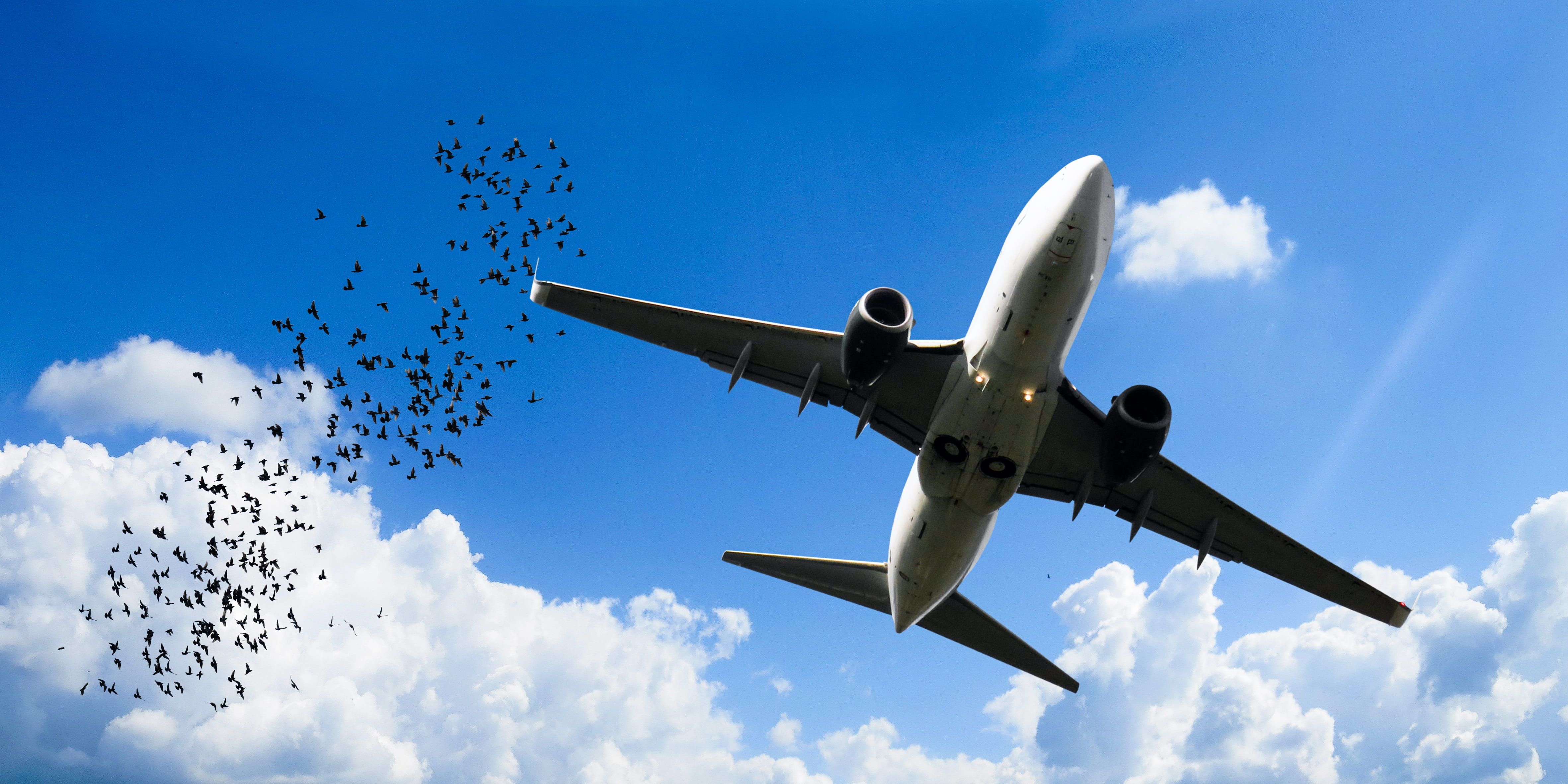 How Common & Dangerous Are Bird Strikes In US Aviation?