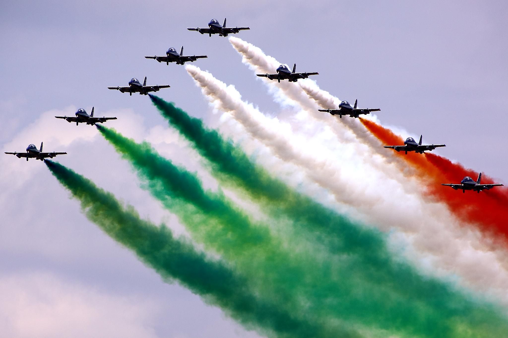 tricolore fly