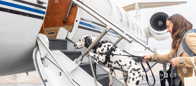 BARK Air To Launch First-Ever Puppy Jet Service From Westchester County ...