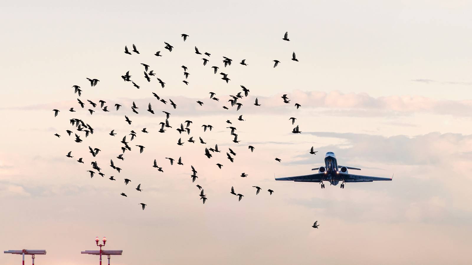 Here's What Happens During A Bird Strike