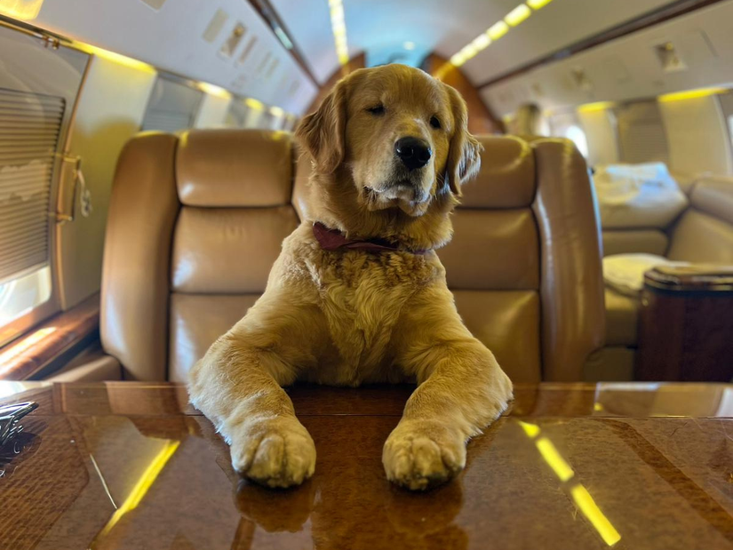 A Private Jet For Dogs? K9 JETS Takes Off