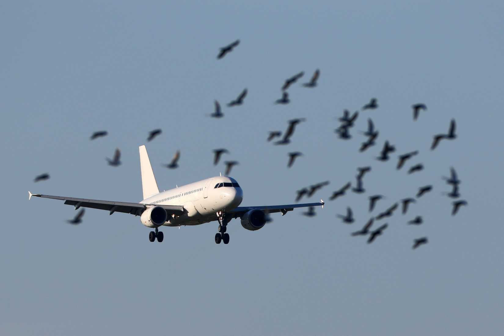 How Common & Dangerous Are Bird Strikes In US Aviation?