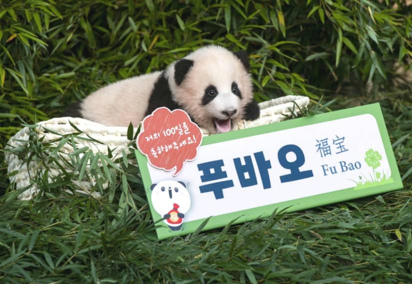Air China Expected To Fly Panda From South Korea