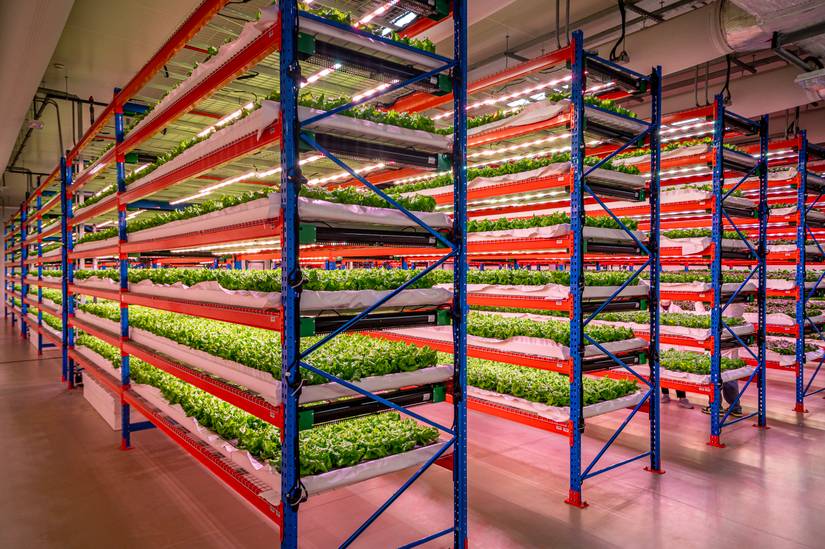 The World’s Largest Indoor Vertical Farm Is Now Fully Owned By Emirates ...