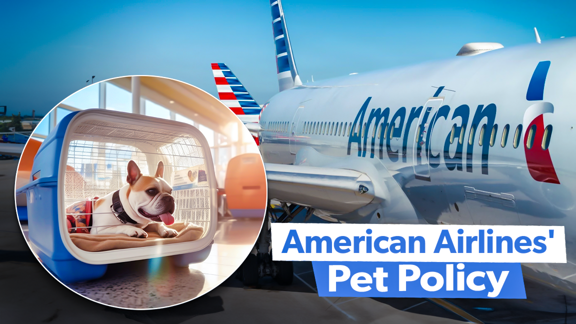 American Airlines' Pet Policy: A Brief Guide