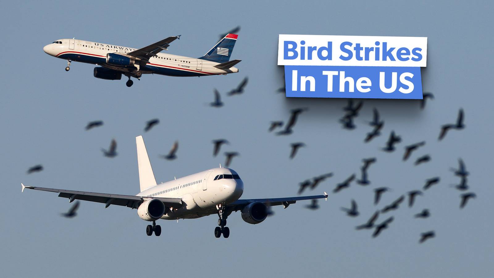 How Common & Dangerous Are Bird Strikes In US Aviation?