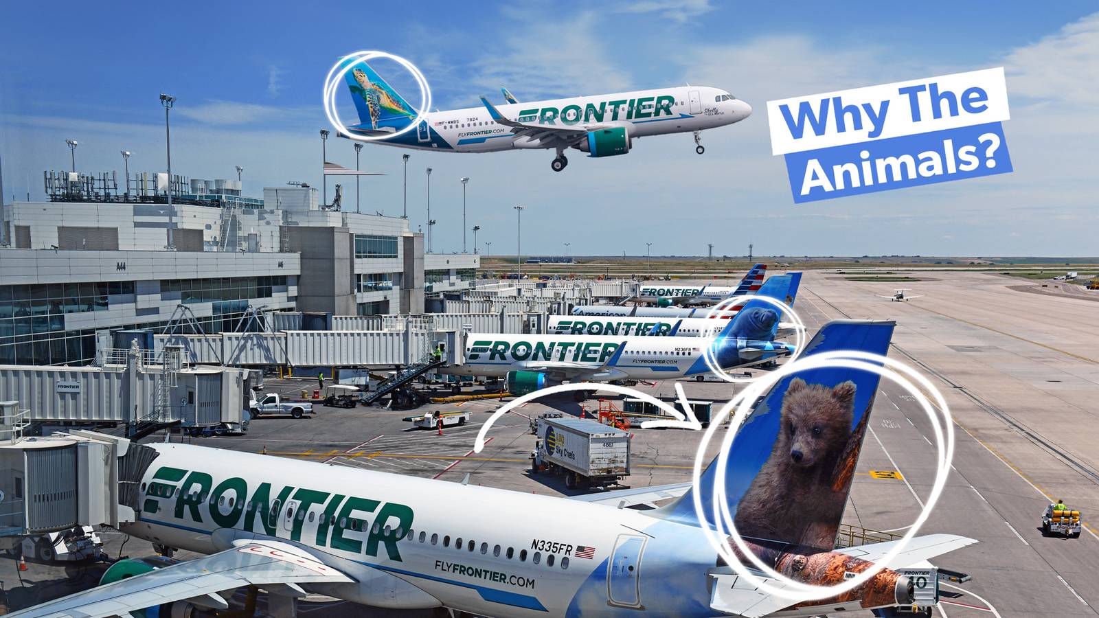 Frontier Airlines' Animal-Themed Tail Liveries: Everything You Need To Know