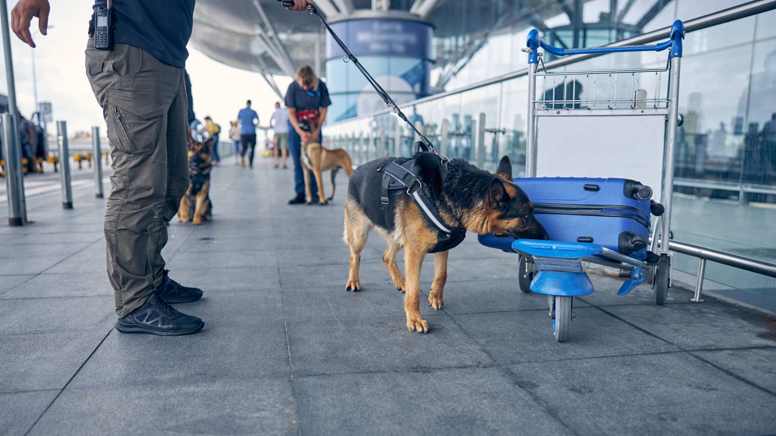 TSA Releases 2025 Canine Calendar Honoring Explosives Detection Dogs ...