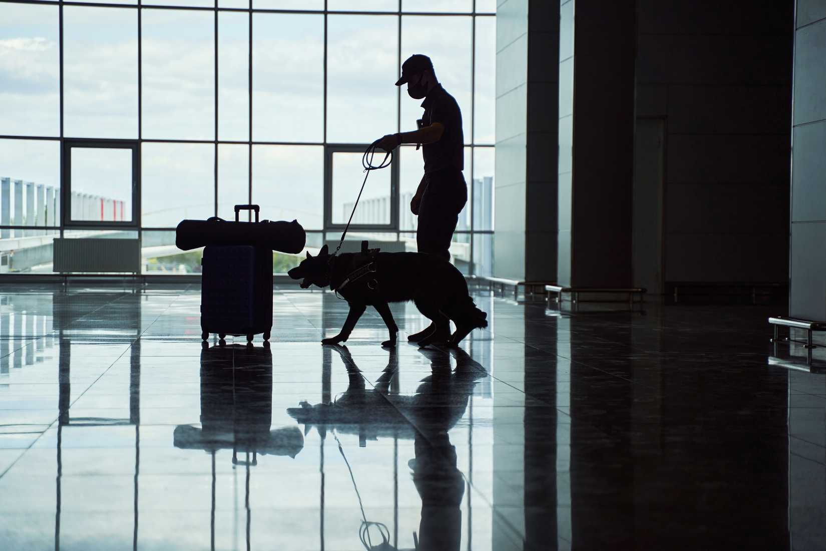 TSA Releases 2025 Canine Calendar Honoring Explosives Detection Dogs ...