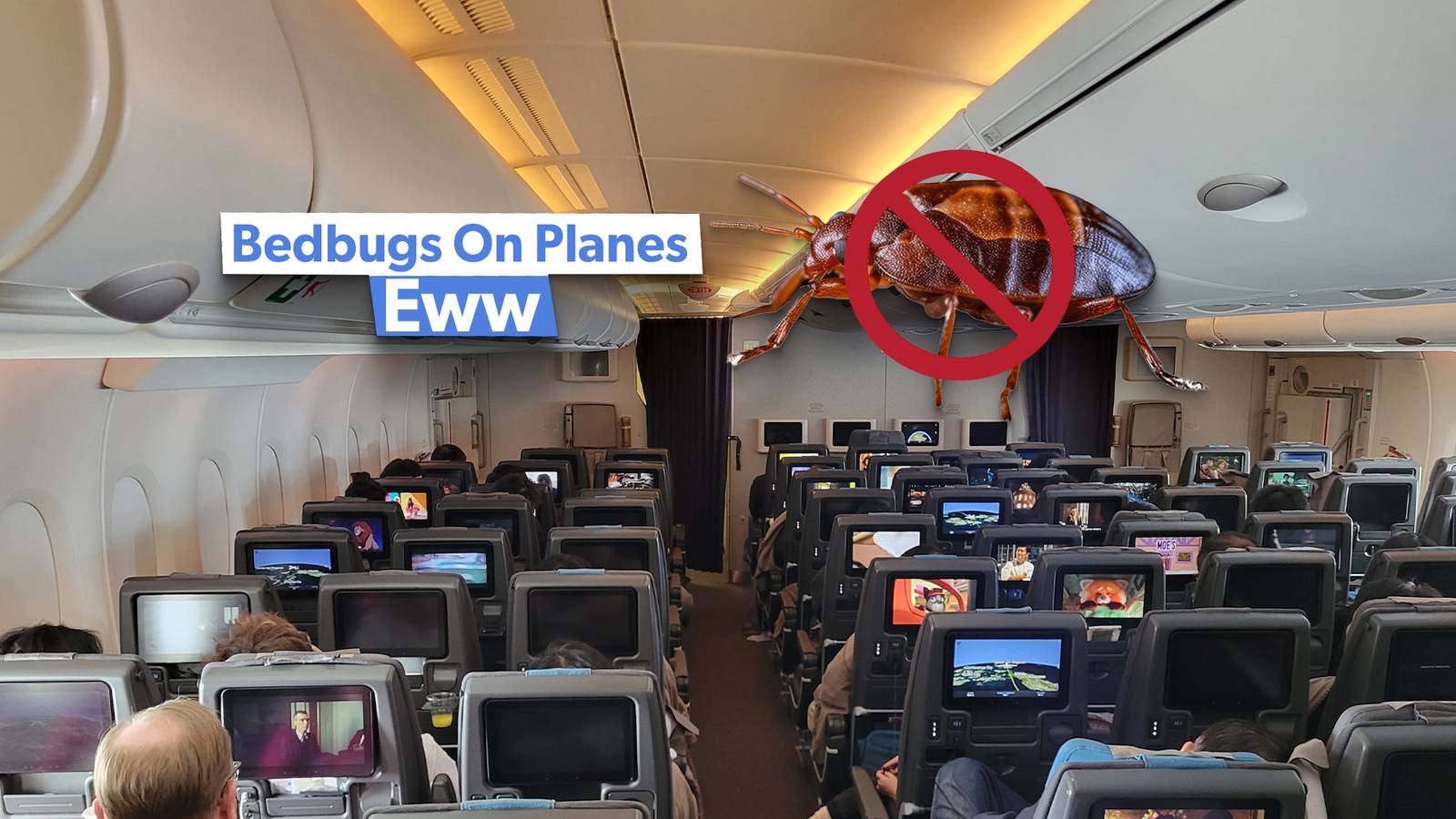 Eww. Why Are Bed Bugs So Hard For Airlines To Get Rid Of?
