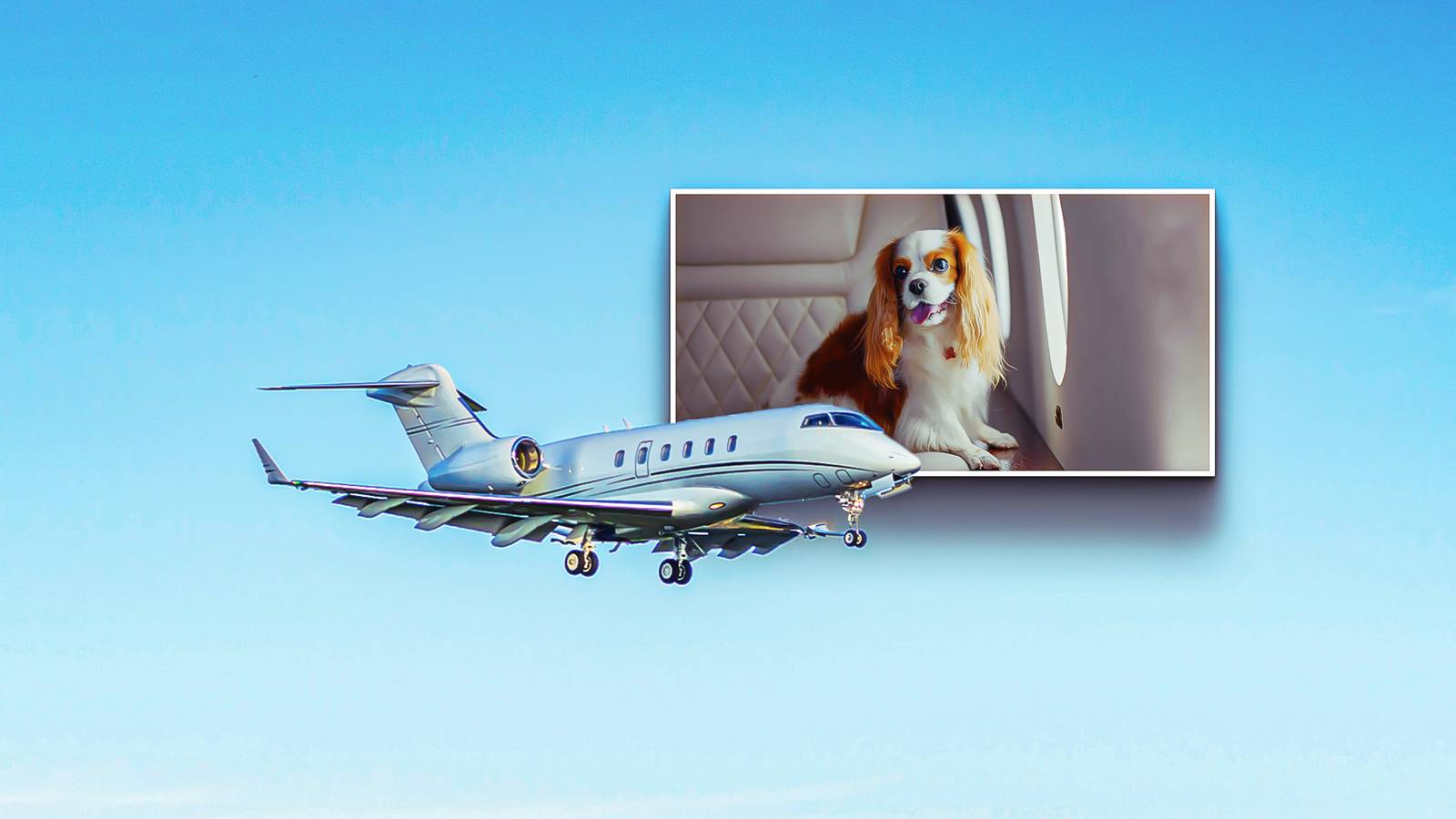 Flying with Pets: What You Need to Know About Private Jet Travel with ...